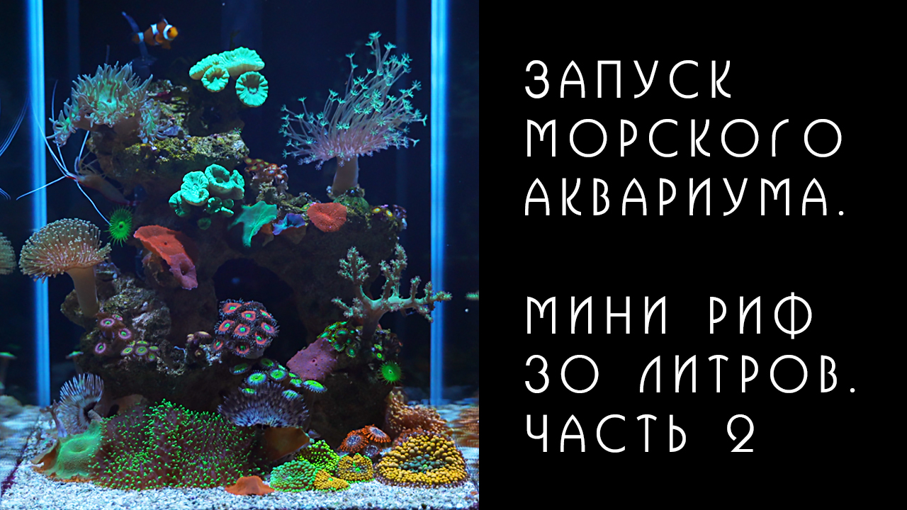 Морской аквариум. Мини риф 30 литров. Часть 2. Ошибки при запуске.