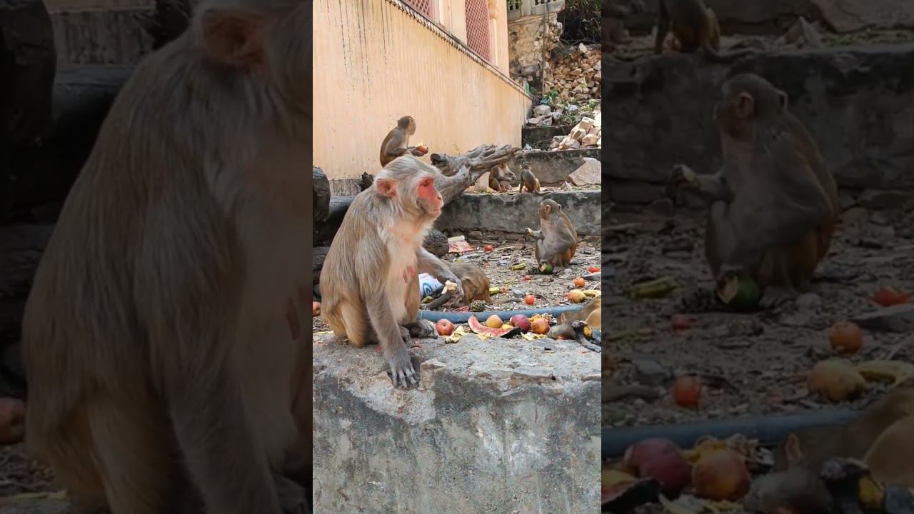Кушать подано. Садитесь жрать пожалуйста.