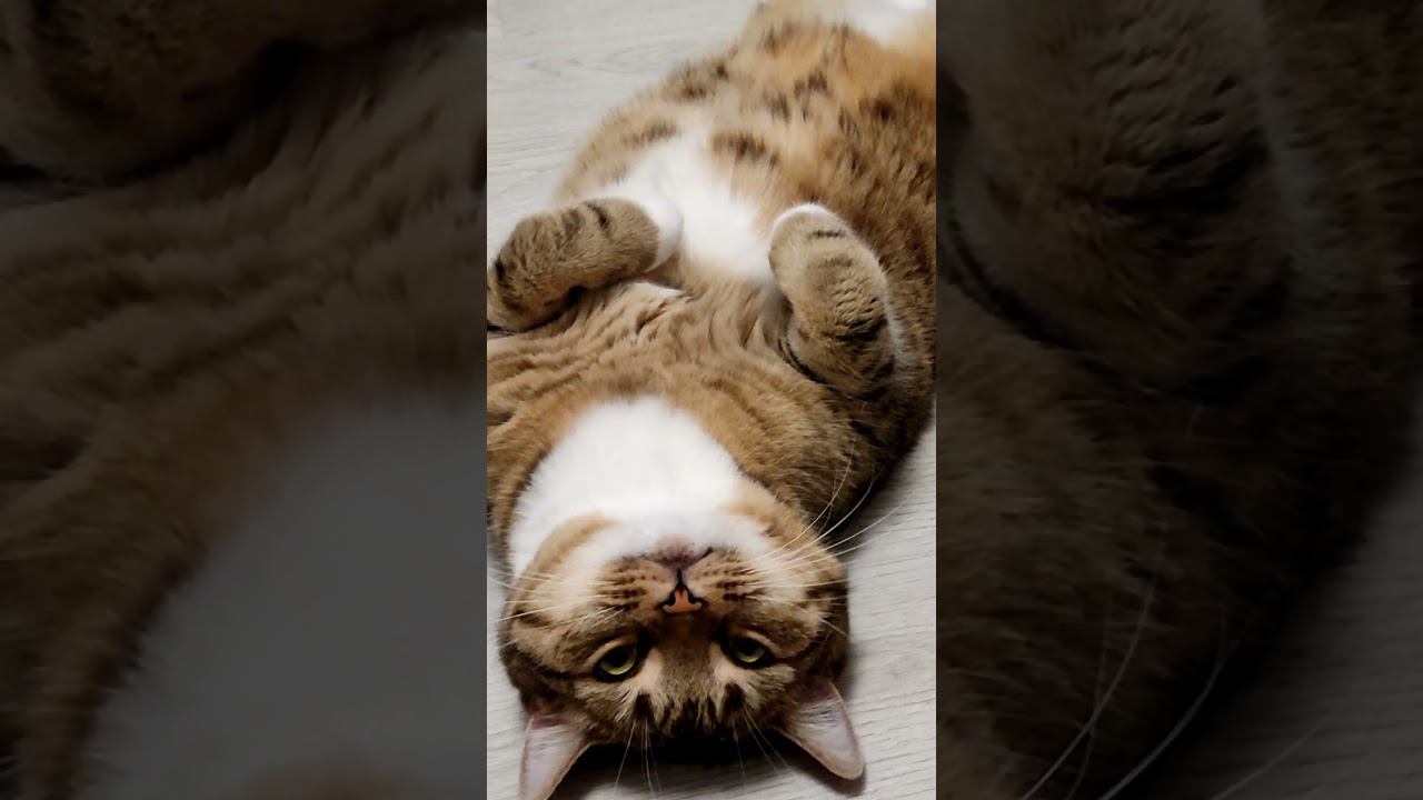 Тигренок #cat #кот #юмор #catlover#котики #тренды #рекомендации