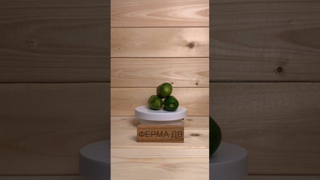 Огурцы хабар