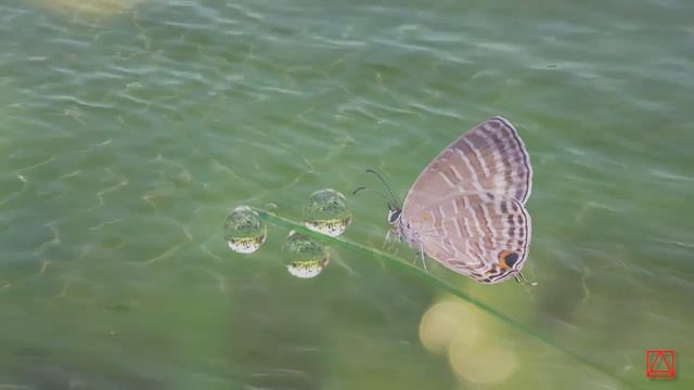 Макарий Великий Светлое первобытное состояние часть 1.mp4