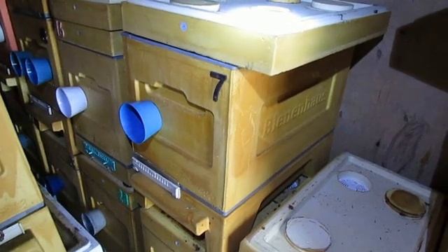 подсиливание слабого отводка пчел в зимовнике в феврале - 5 февраля 2023 года