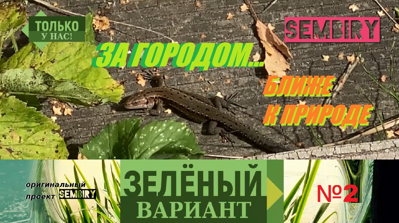 ЖИВОТНЫЕ ЗА ГОРОДОМ. БЛИЖЕ К ПРИРОДЕ. ЗЕЛЁНЫЙ ВАРИАНТ. Выпуск от 15.02.2023