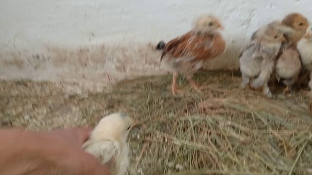 Утята и цыплята.Можно ли содержать утят  и цыплят вместе