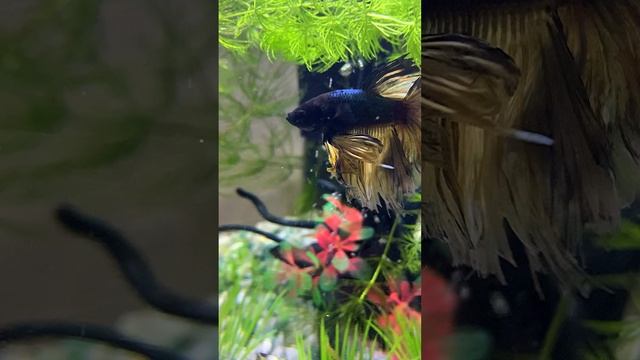 Бойцовая аквариумная рыбка петушок