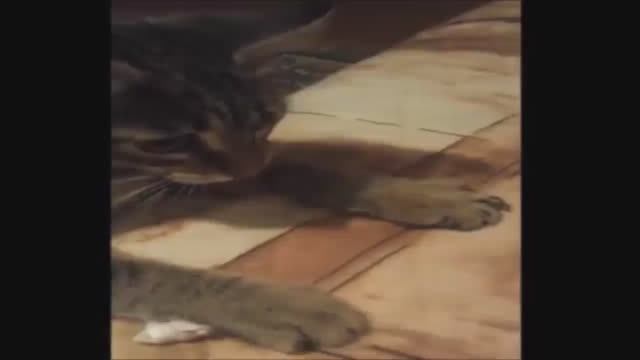 Кот Тимофей несет трофей