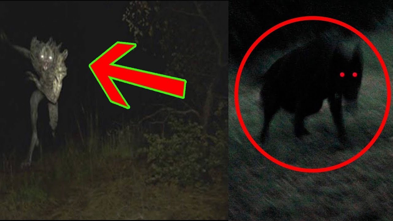 То, от чего стынет кровь - Чупакабра.mp4