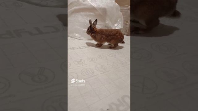 Кролик Ирискин помогает стелить линолеум