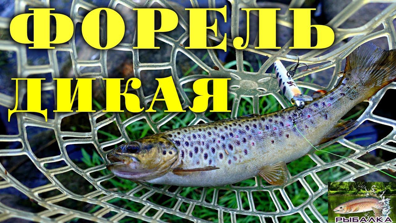 Форель дикая. Рыбалка в Ленинградской области. Июль 2021.