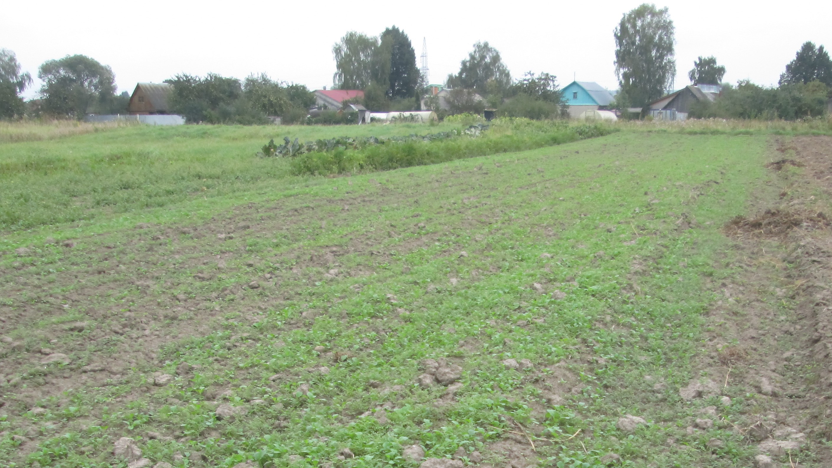 Зеленое удобрение