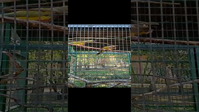 Самые громкие в зоопарке. Поставлю такой звук на смс оповещение ?