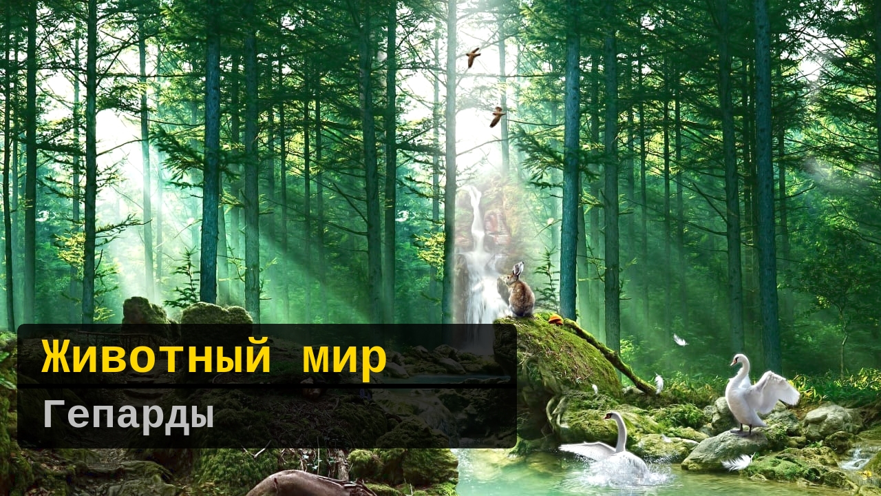 Животный мир. Гепарды