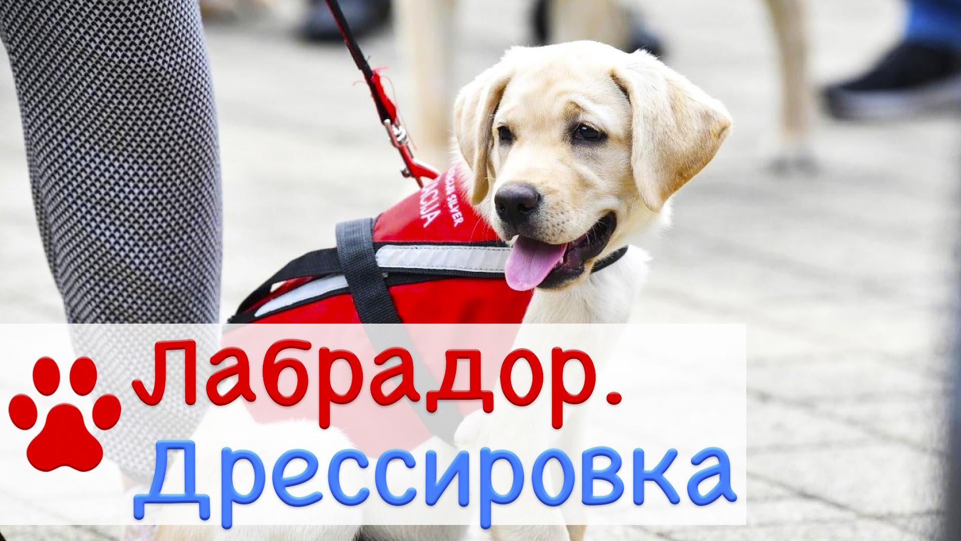 Лабрадор дрессировка | Дрессировка собак