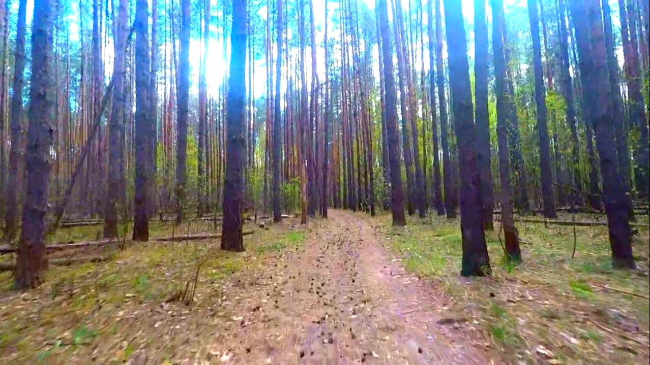 ЛЕС В ЗАБОРЬЕ 2022.05.06