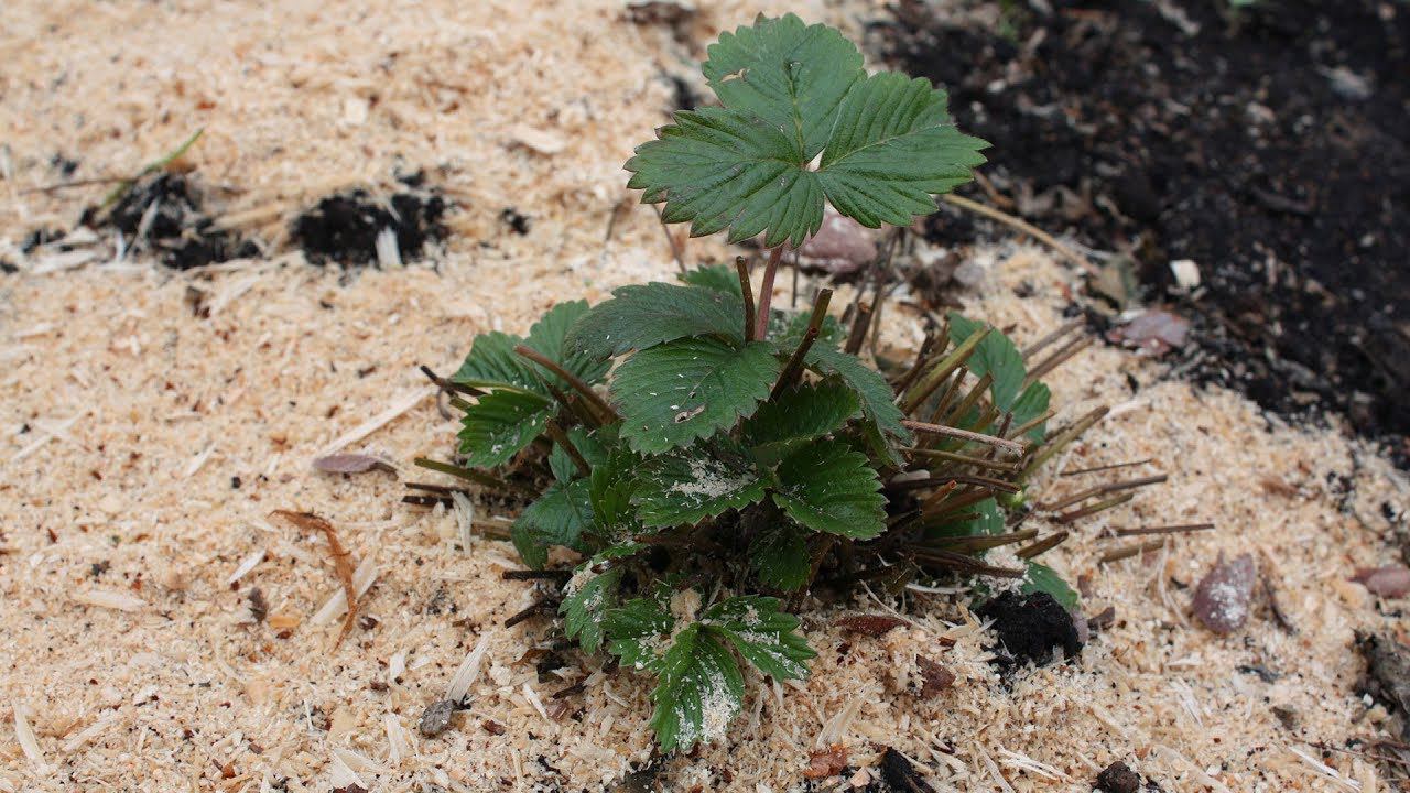 Чем подкормить клубнику после зимы  Биогумус – лучшее удобрение