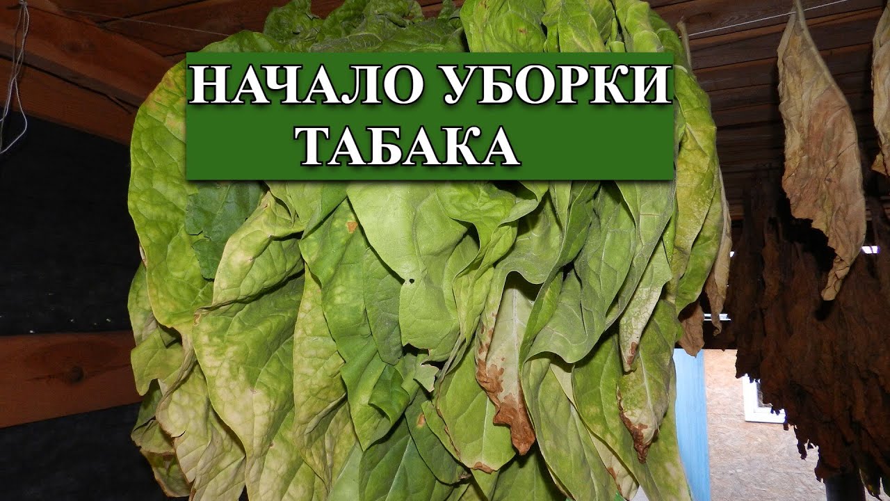 Начало уборки табака сезон 2021 часть 11