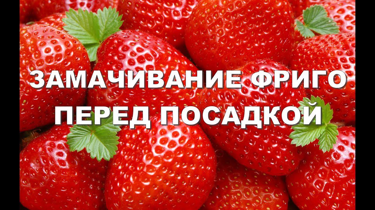 ПОДРЕЗАНИЕ КОРЕШКОВ И ЗАМАЧИВАНИЕ РАССАДЫ ФРИГО ПЕРЕД ПОСАДКОЙ