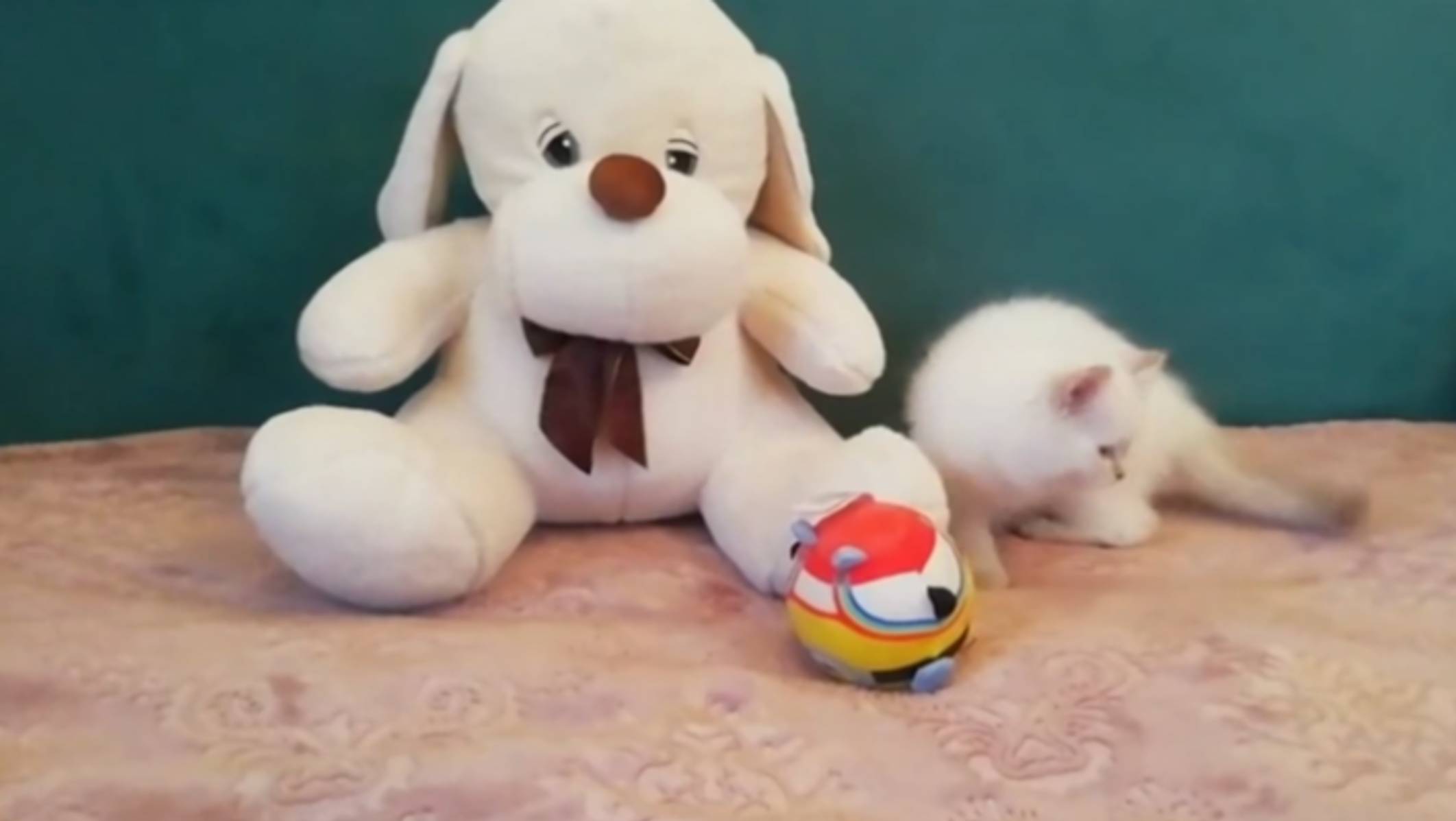 Вот такой малыш наш  котёнок Анатолий!