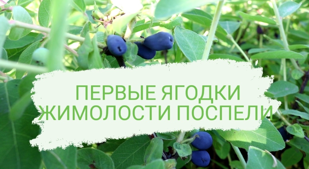 9.06.2022 ПЕРВЫЕ ЯГОДКИ ЖИМОЛОСТИ ПОСПЕЛИ ?