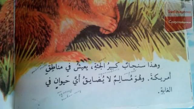 السنجاب الجميل Красивая белка.mp4