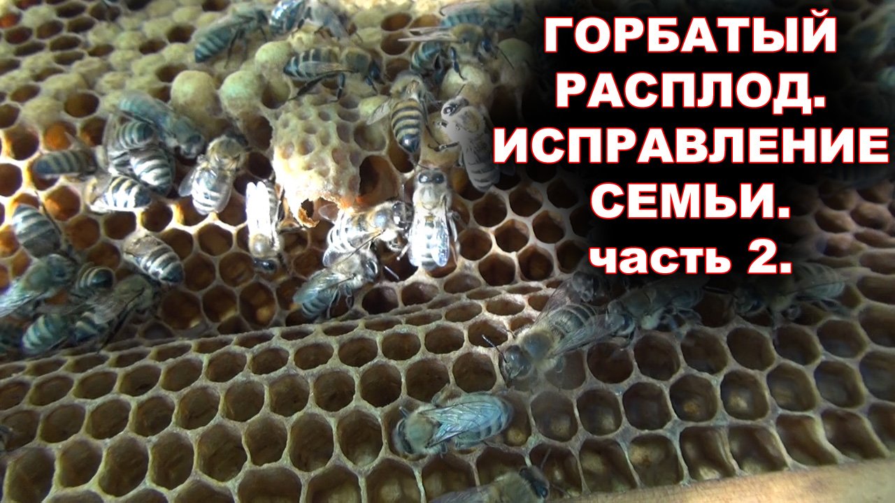 Горбатый расплод. Исправление семьи. часть 2.