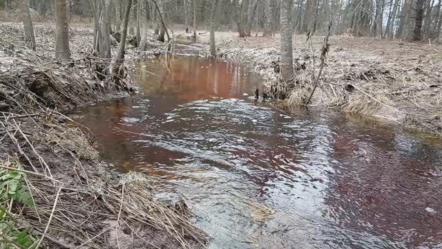 Лесные Ручьи