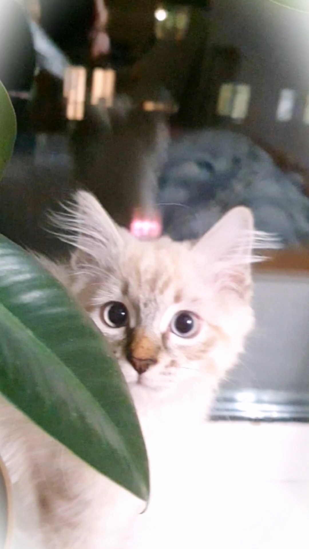 Мяу! Кото-сыщик?
#shorts #кокос #котики