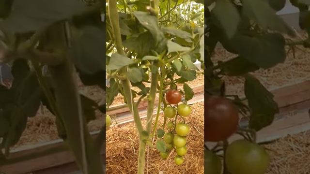 Томаты до обрезки и после.28.06.2021.mp4