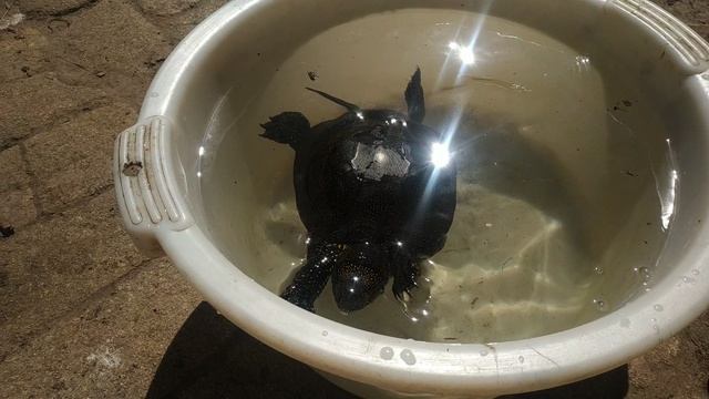 черепаха болотная