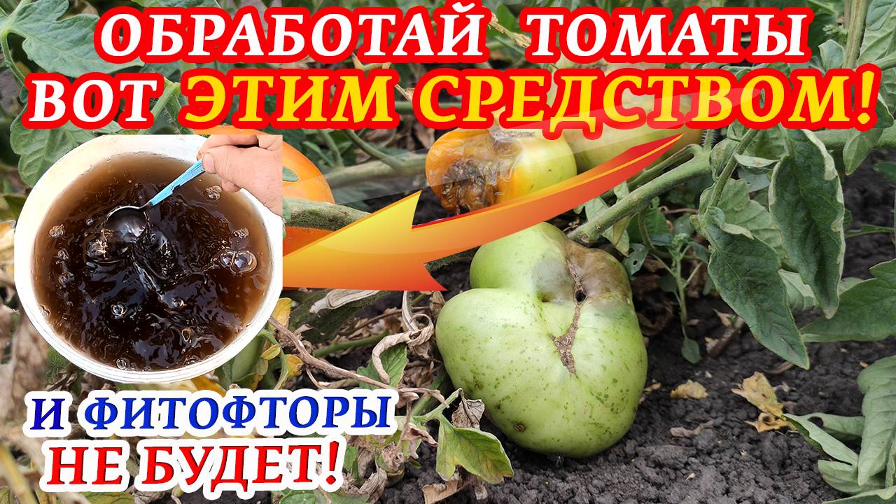 Гниют помидоры! Фитофтора! Срочно обработайте помидоры этим препаратом, и вы забудете о ней!