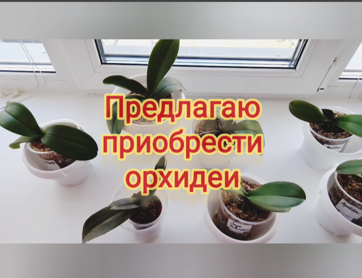 Предлагаю приобрести орхидеи