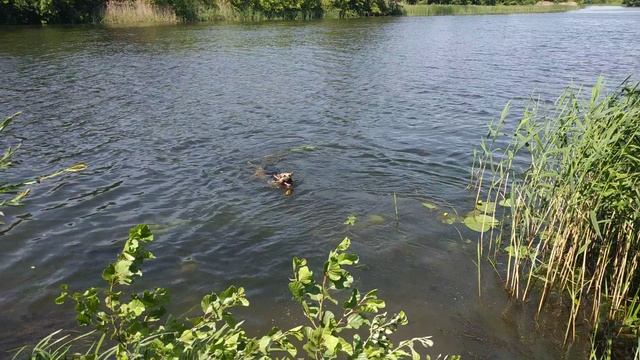 Мухтар плавает по речке