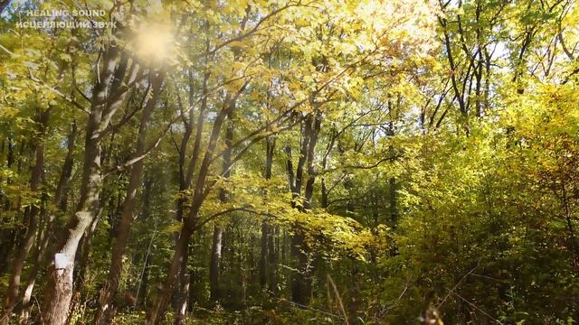 Расслабляющее Пение Птиц в Осеннем Лесу! Отдохни Душой!