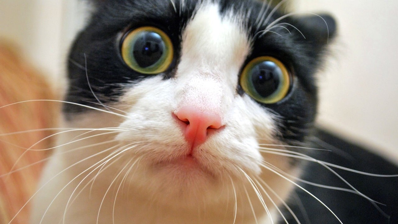 Самые смешные видео приколы с животными! Видео с котиками и собаками 2022 №13