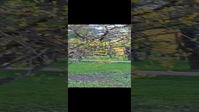 Парк на Крестовском острове , Диво остров