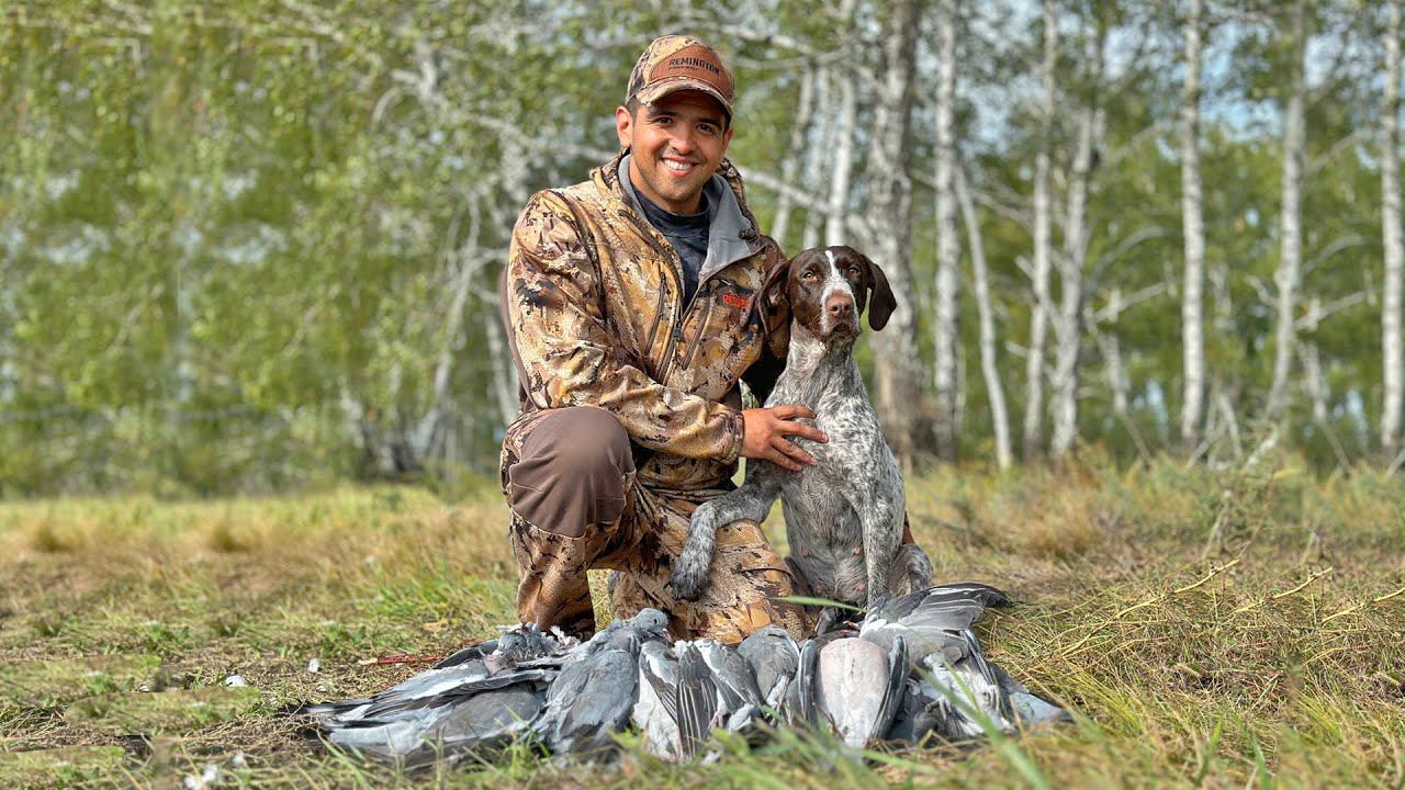 Охота на вяхиря | Уток нет, стреляем голубей!