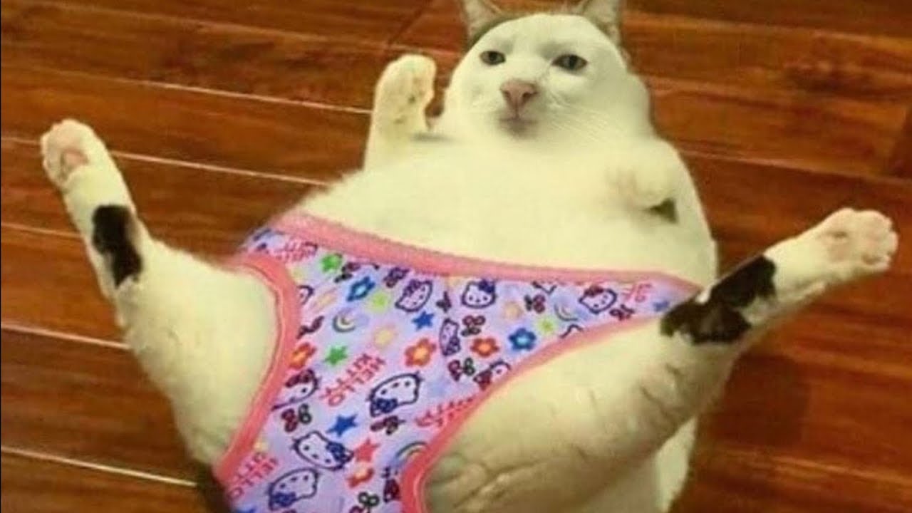 ПРИКОЛЫ 2022 ? ЧУДИКИ ИЗ ТИКТОК ? ЛУЧШИЕ ПРИКОЛЫ 2022 ? Ржака Угар Приколюха