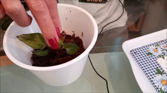 Антуриум Шелл Коралл (Shell Coral), не хочет расти, необходима помощь