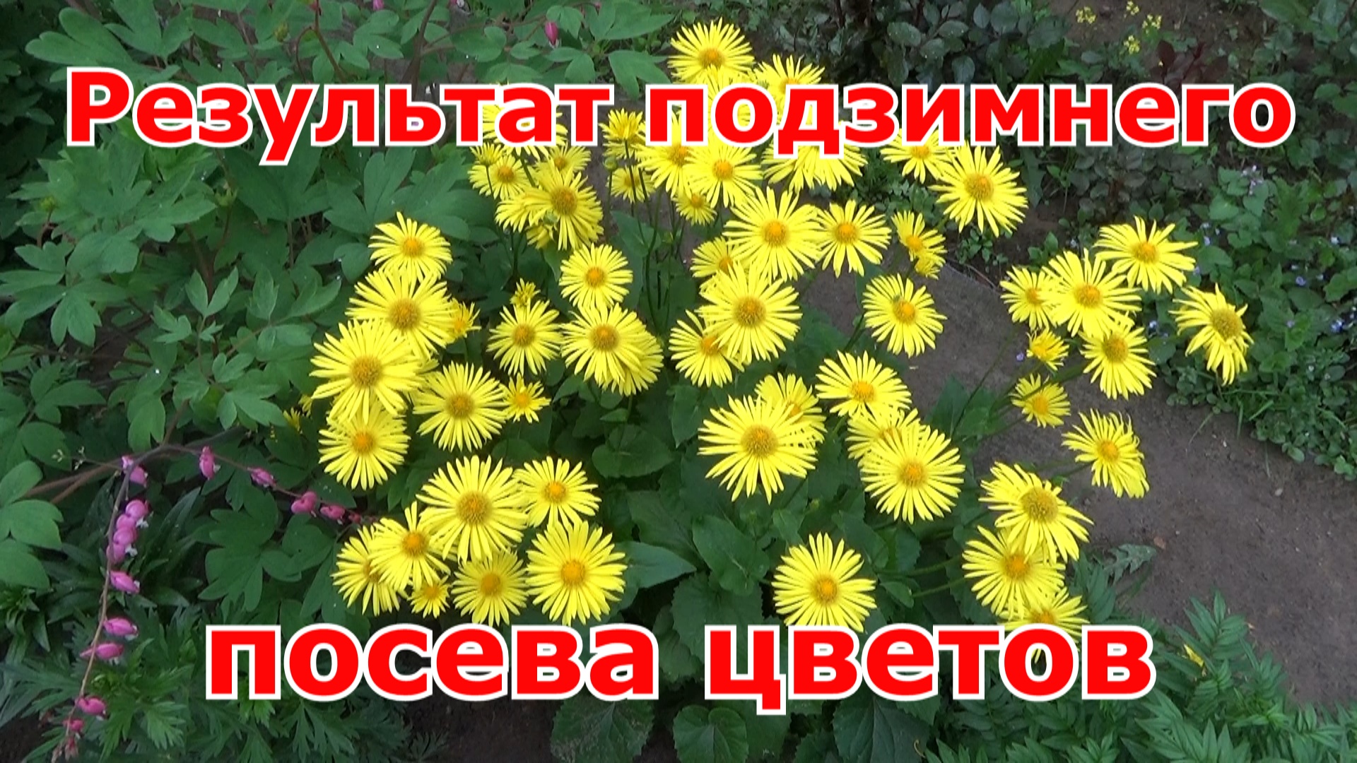 Результат подзимнего посева многолетних цветов на рассаду в теплицу Подмосковье.