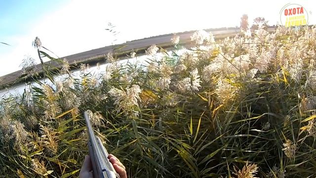 (18 ) РАЗНОМАСТНАЯ ОХОТА НА УТКУ (№- 6) осень 2017.mp4