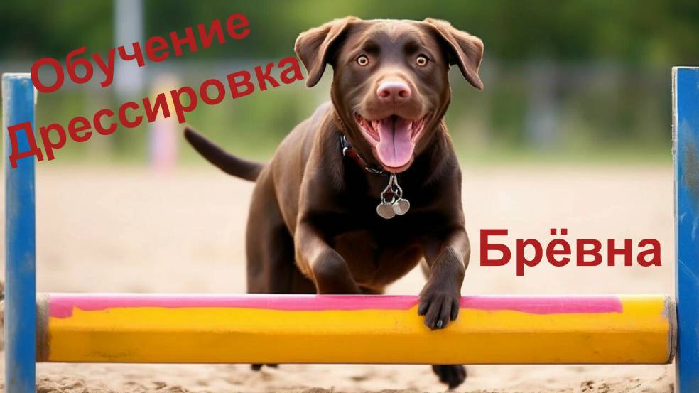 Обучение собаки. Преодоление препятствий
