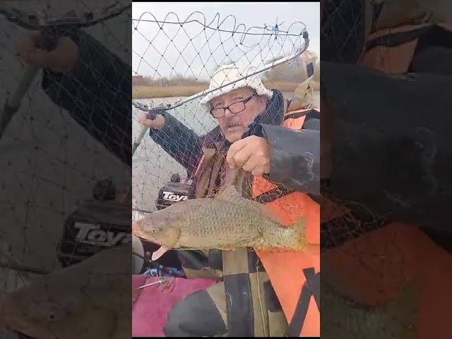 6 ноября 2023 г. Сазан вблизи Ростова.