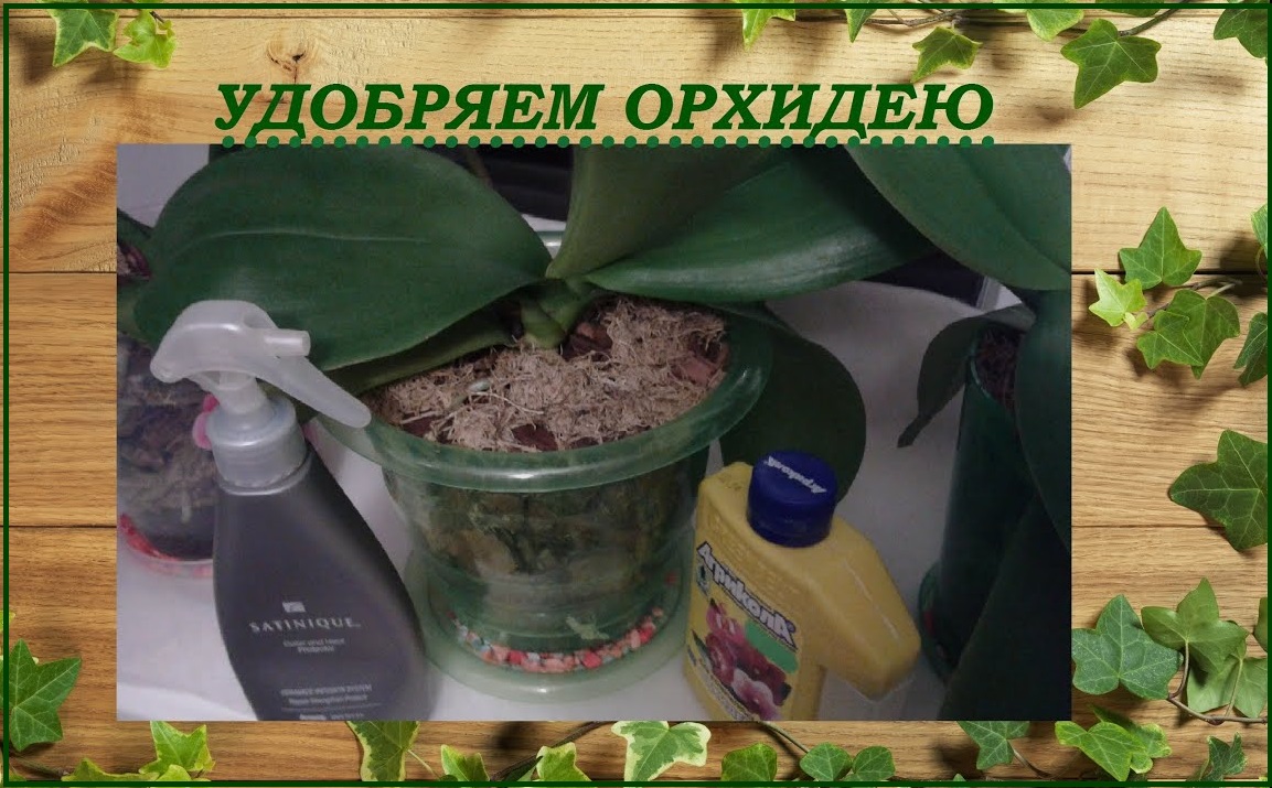 Удобрение орхидеи Фаленопсис