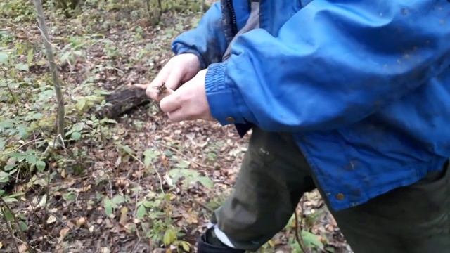 Грибные места Ленинградской области, сбор опят, дорога на поселок им. Свердлова