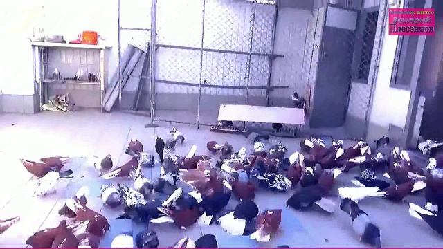 SEVENROSE & Алёна Росс - Прощайте голуби