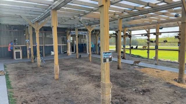 Кошки-питомник для кошек 6 мая.2024 Америка Furball Farm Cat Sanctuary - Bringing in the cats