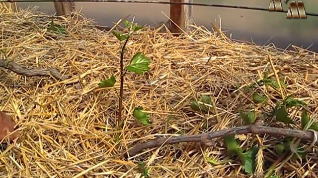 ? Зеленые операции на винограднике весной. Обломка побегов и удаление цветочных кистей.mp4