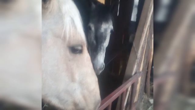 ЛОШАДЬ ПРОСИТ КУШАТЬ!