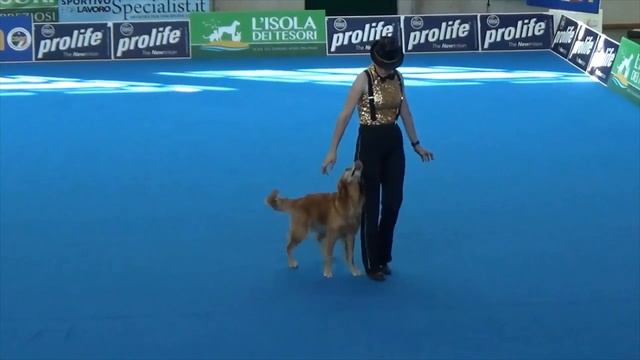 Собака трюки танцы