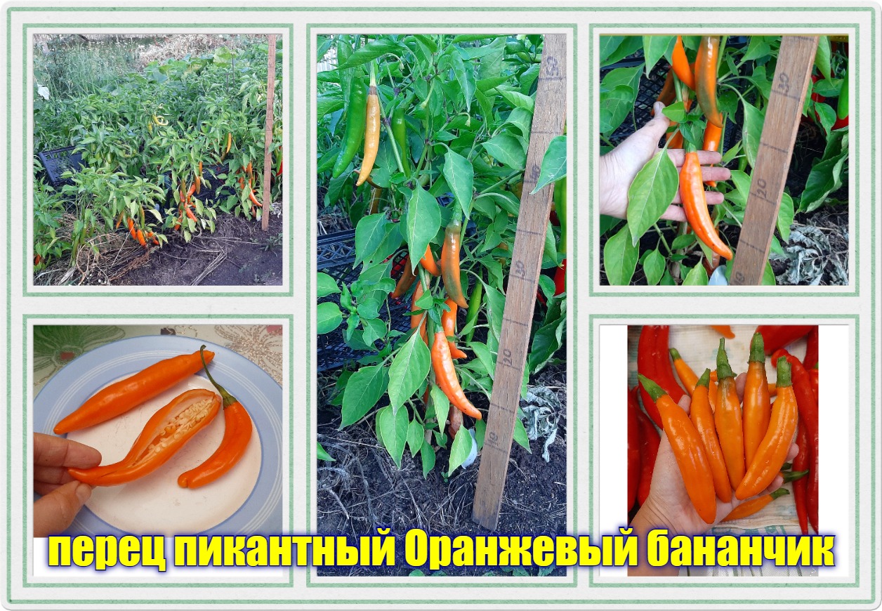 ✅ Перец пикантный Оранжевый бананчик.
